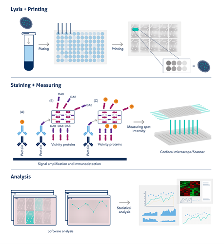 Reverse Phase Protein Array A High Throughput Proteomic Tool reverse-phase-protein-array-a-high-throughput-proteomic-tool