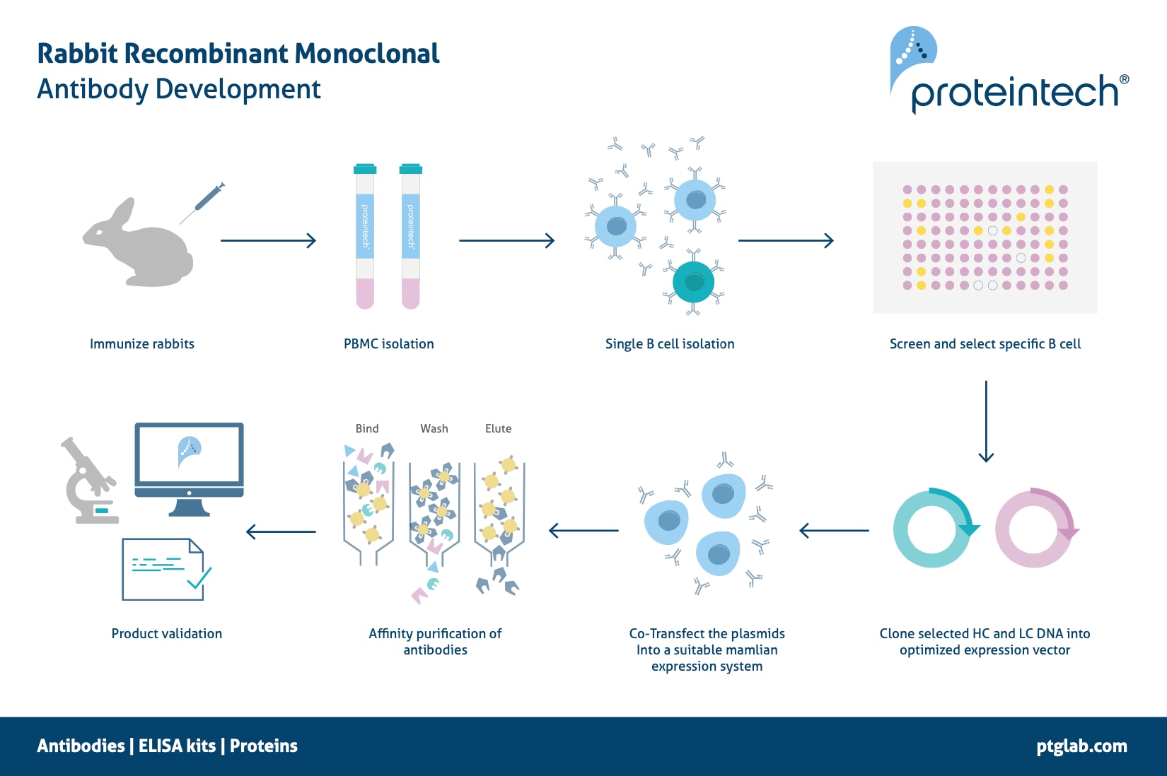 Recombinant Antibodies