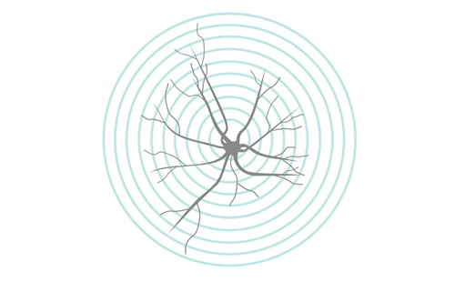 How to Identify Activated Microglia | Proteintech Group