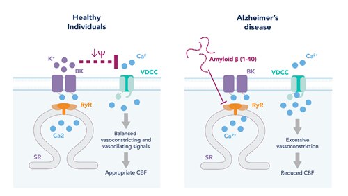 What is the difference between pyroptosis and apoptosis? | Proteintech ...