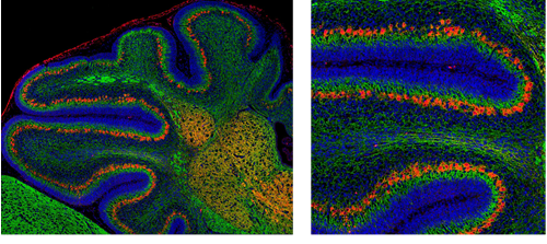 Imaging the Rainbow: Multiplexing with Same-Species Antibodies for ...